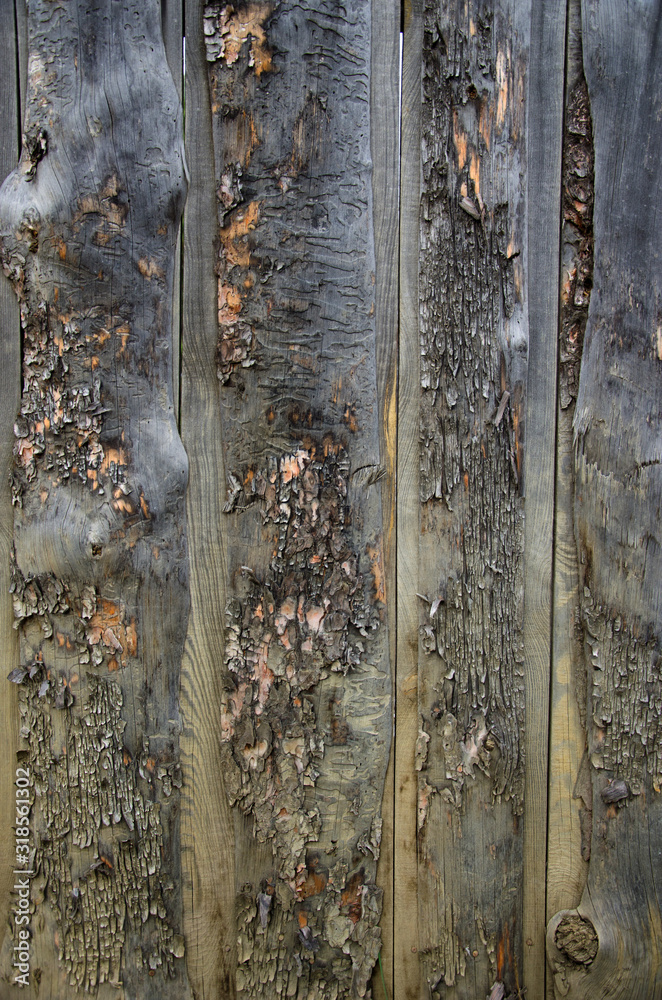 Battered old vertical rough-hewn pine wood planks with remnants of bark. Wooden abstract ...