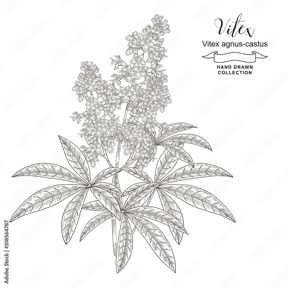 Hand drawn branch of Vitex tree with leaves and flowers. Vitex agnus ...