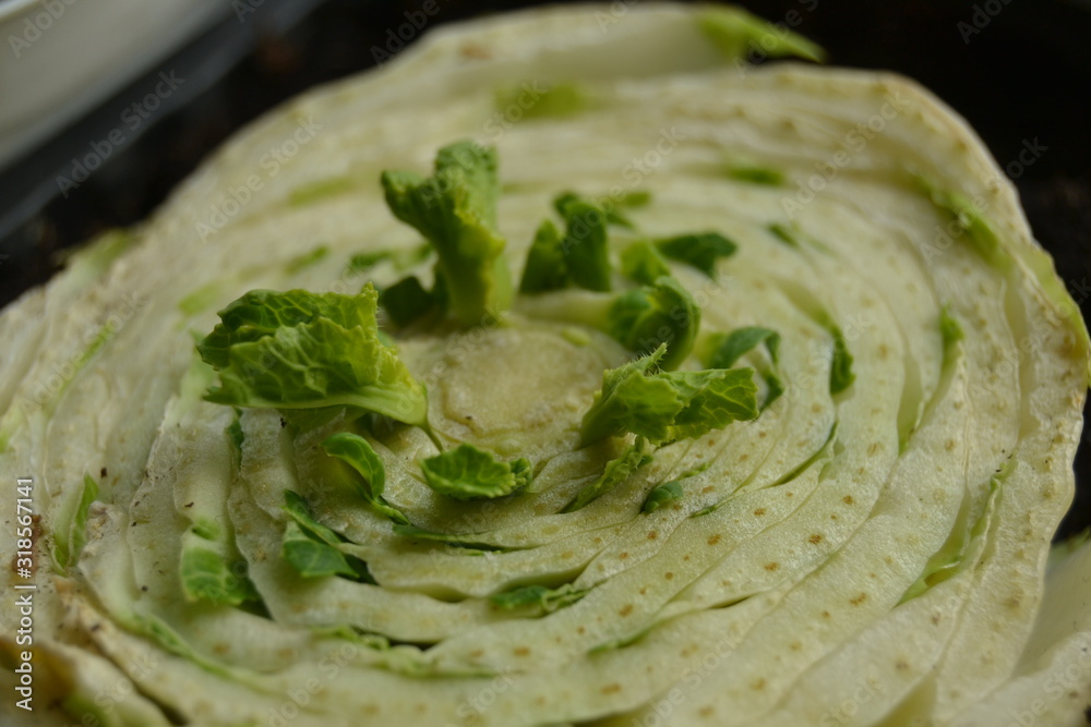Beijing cabbage growing on the window. Green young chinese cabbage in ...