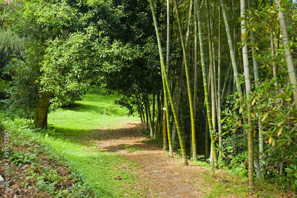 Footpath in the rainforest. On the one hand - thick thickets of bamboo ...