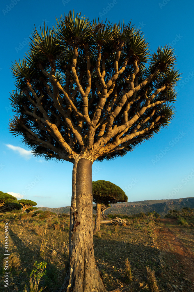 Dragon Blood Tree is an endemic plant in Socotran Archipelago of Yemen ...
