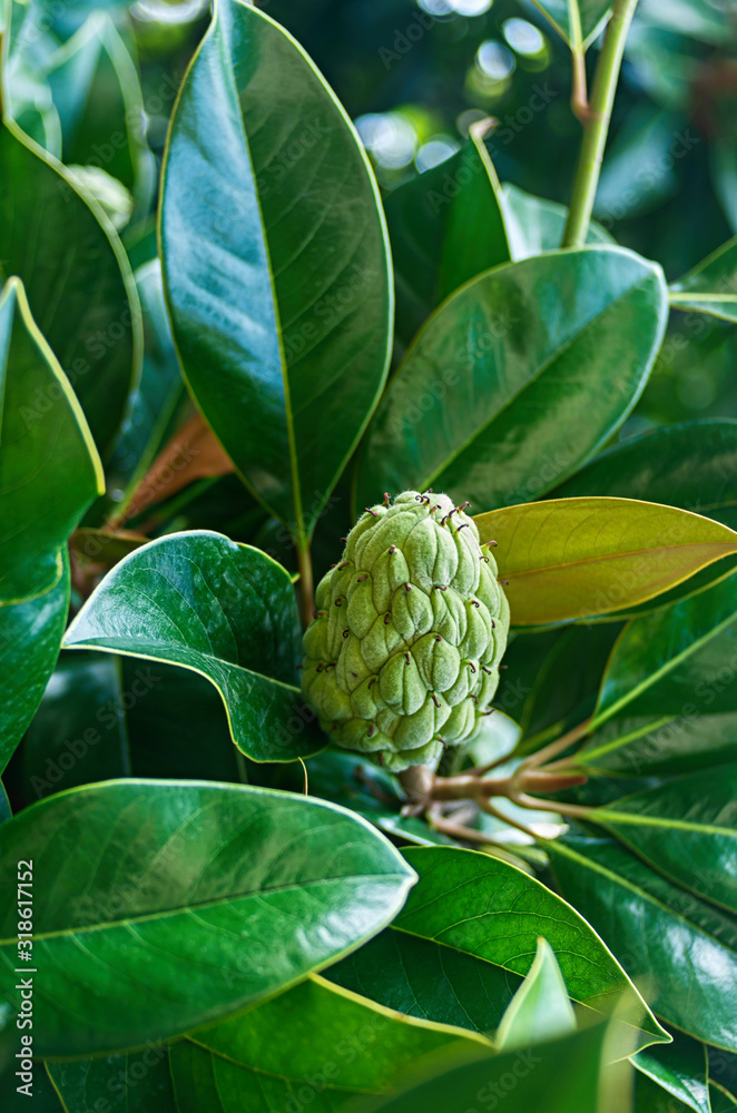 Magnolia fruit after flowering close-up. Magnolia Grandiflora, southern ...