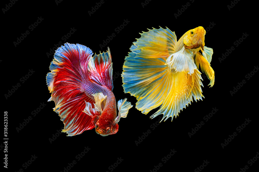 The moving moment beautiful of yellow and red half moon siamese betta ...