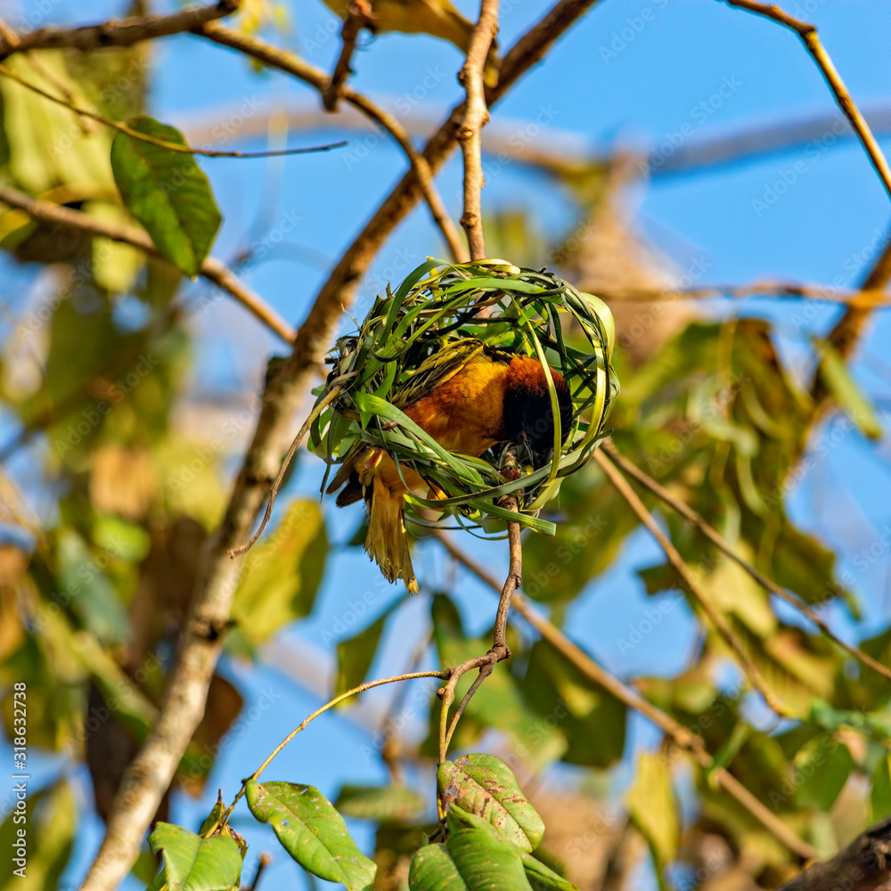 Black-Headed male weaver (Ploceus melanocephalus), also known as yellow ...