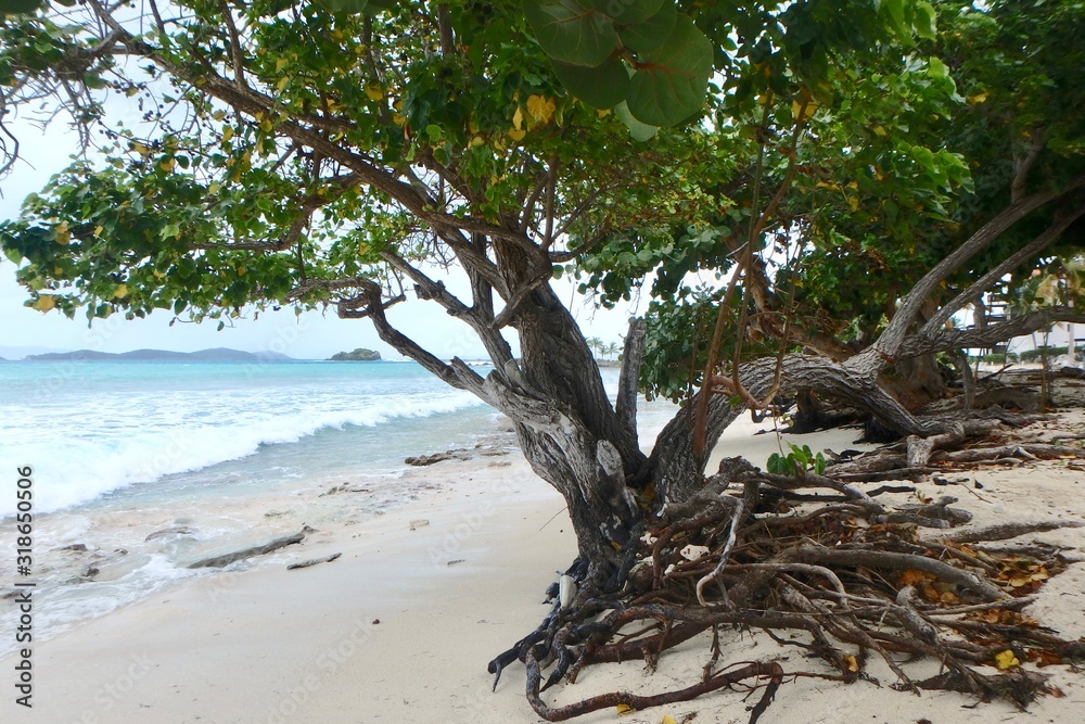 Sea Grape Tree on Sapphire Beach St Thomas USVI Stock Photo | Adobe Stock