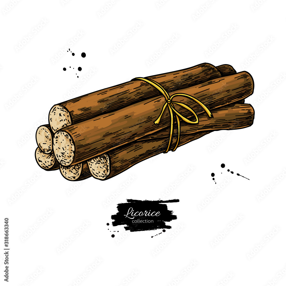 Licorice root bunch. Vector drawing. Botanical illustration Stock ...