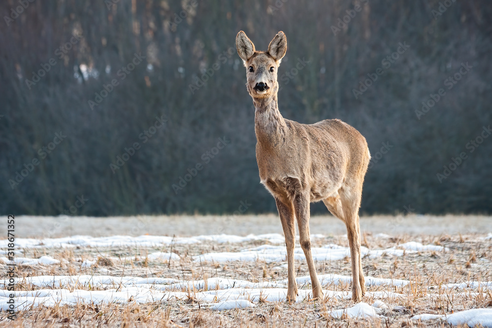 Cute roe deer, capreolus capreolus, doe standing on a meadow and facing ...