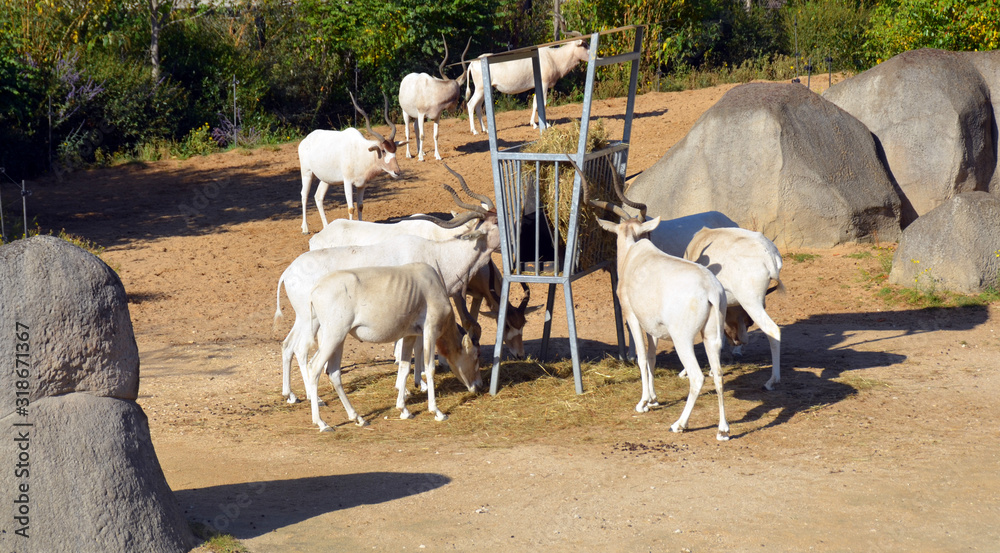 Addax (Addax nasomaculatus), also known as the white antelope and the ...