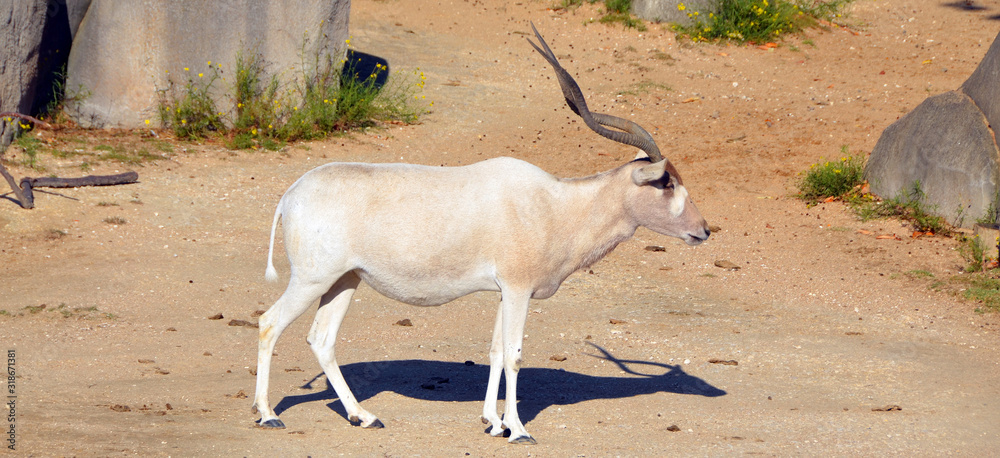 Addax (Addax nasomaculatus), also known as the white antelope and the ...