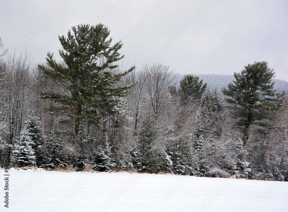 Quebec Winter Landscape