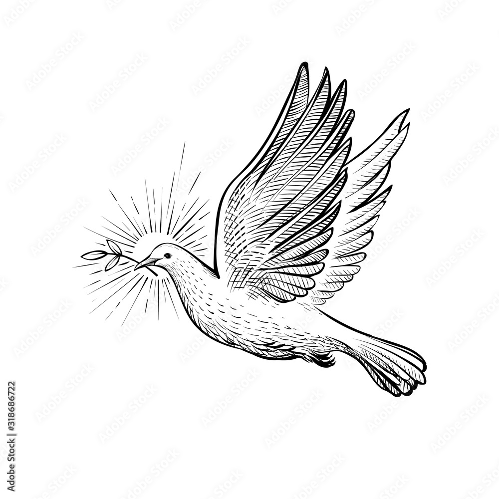White flying pigeon with olive branch and rays, line sketch. , faith ...