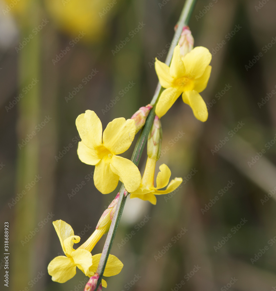 (Jasminum nudiflorum) jasmin d'hiver ou jasmin à fleurs nues aux petits ...