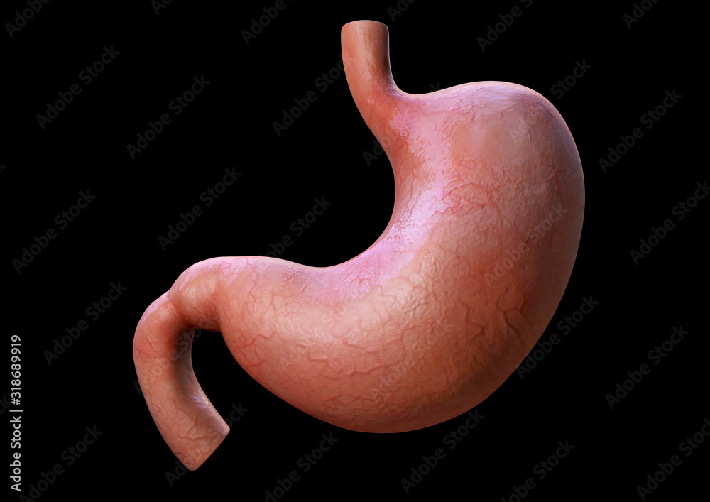 human stomach, anatomy detail, illustration of a human stomach ...