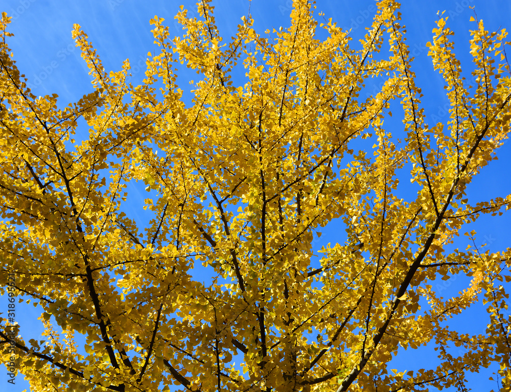 In fall Ginkgo biloba, commonly known as ginkgo or gingko also known as ...