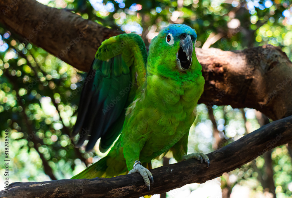 Latin American parrots, yellow head, blue head, red head, loro, loro ...