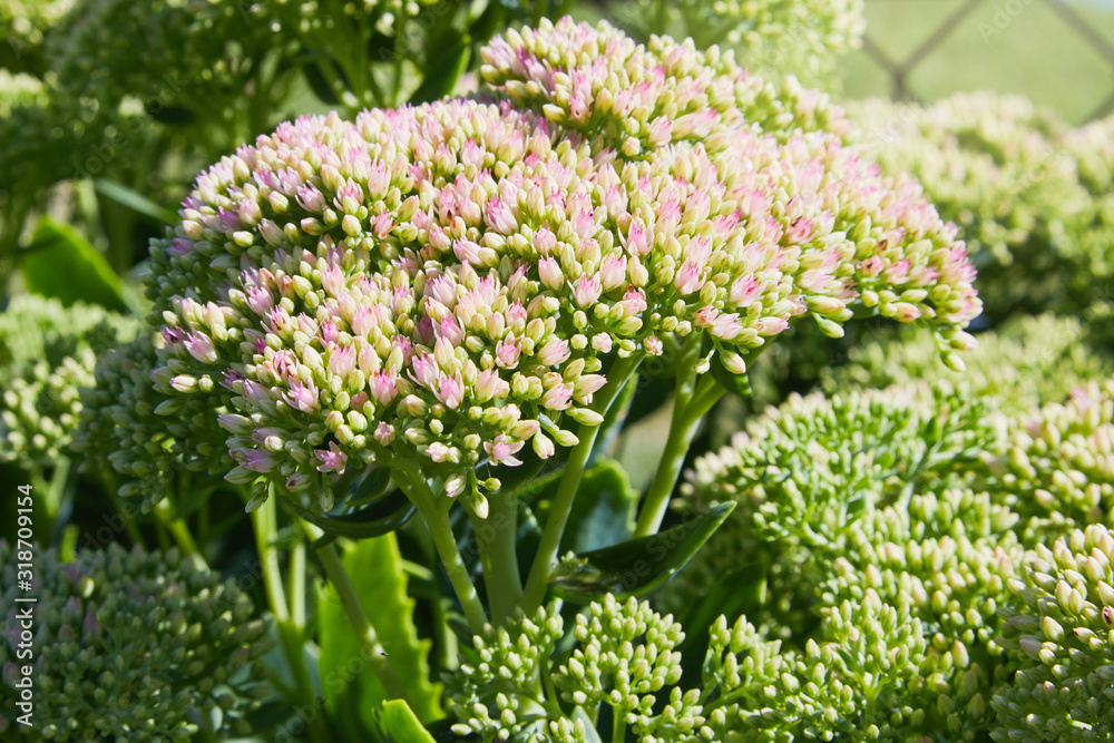Showy stonecrop, or ice plant (Hylotelephium spectabile) growing in the ...