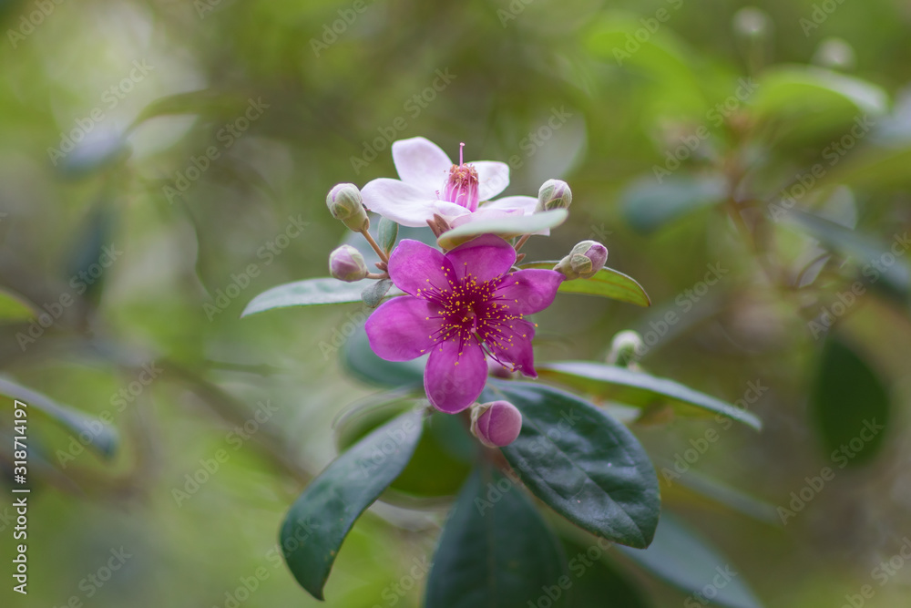 Rosa myrtle (Rhodomyrtus tomentosa). Symbol of love and fidelity. Pink ...