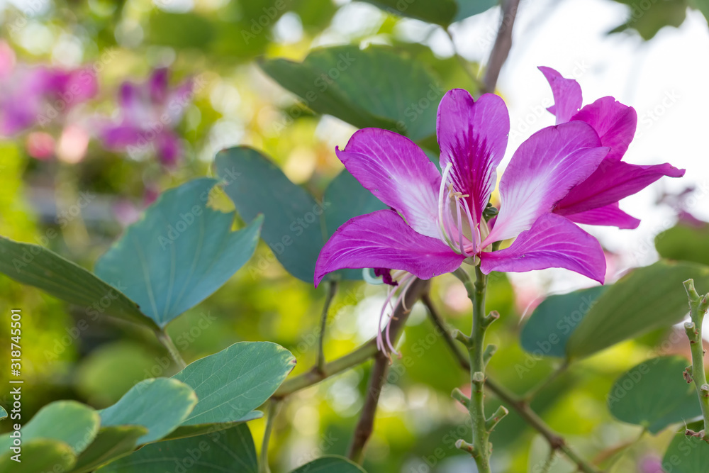 Foto de Chongkho flowers are purple flowers. Big and tall stems are ...