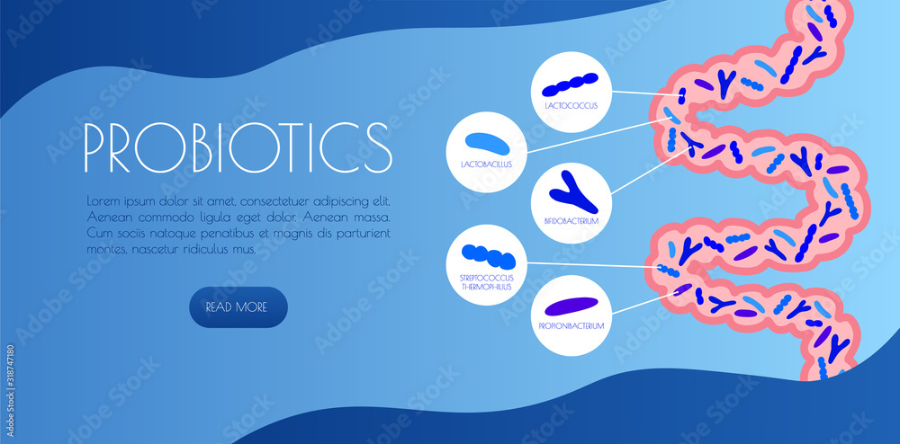 infographic types of probiotics in the gut. flat vector illustration ...