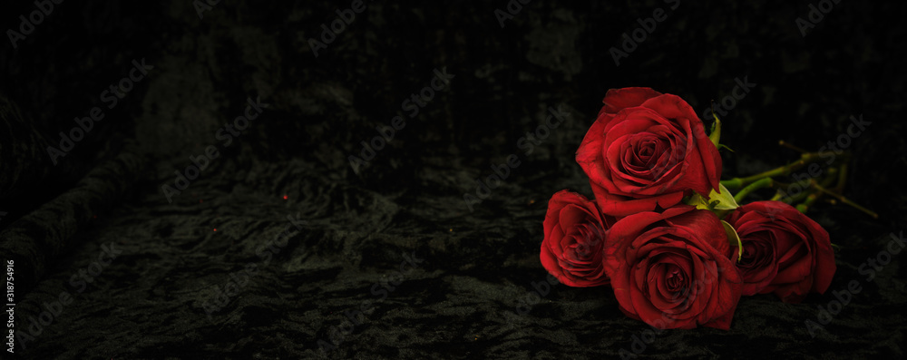 Red roses on wide black background Stock Photo | Adobe Stock