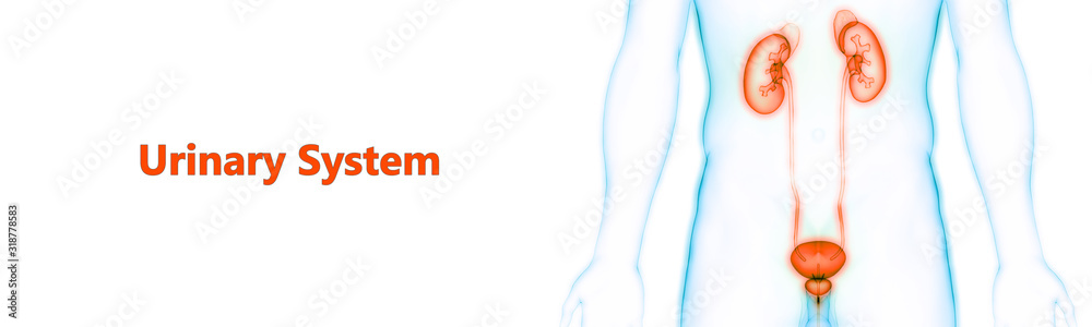 Human Urinary System Anatomy Stock Illustration | Adobe Stock