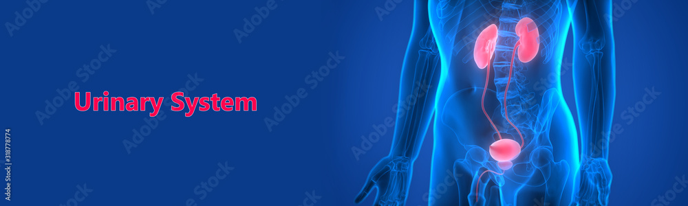 Human Urinary System Anatomy Stock Illustration | Adobe Stock