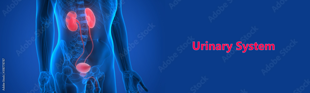 Human Urinary System Anatomy Stock Illustration | Adobe Stock