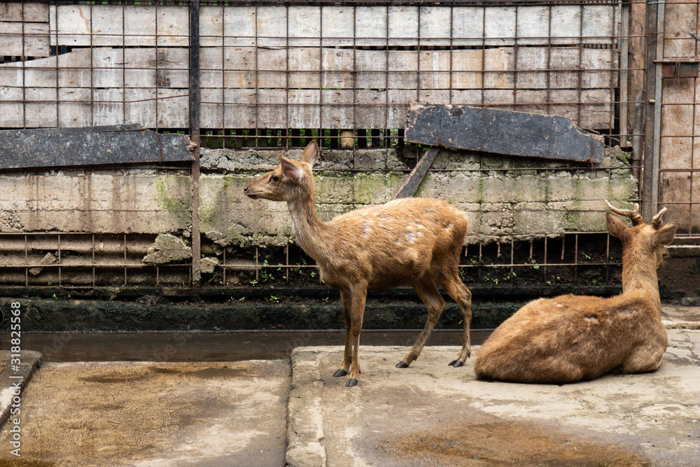 Poor Deer capture in the cage of the zoo,deer breeding Stock Photo ...