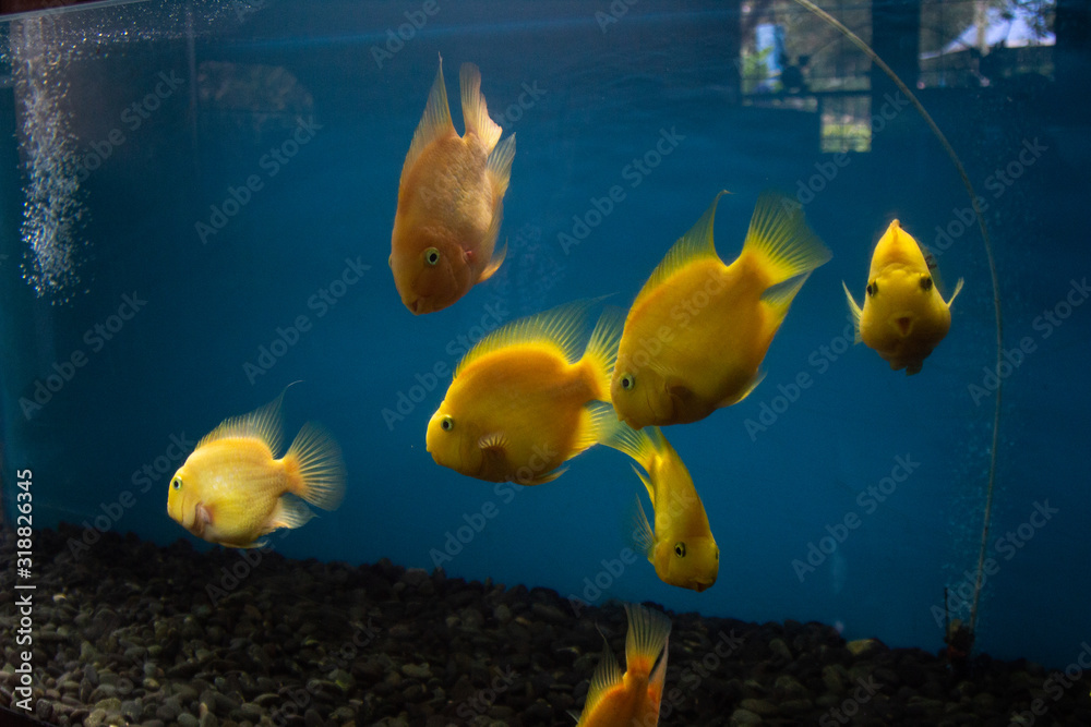 yellow parot fish in fish tank . Stock Photo | Adobe Stock