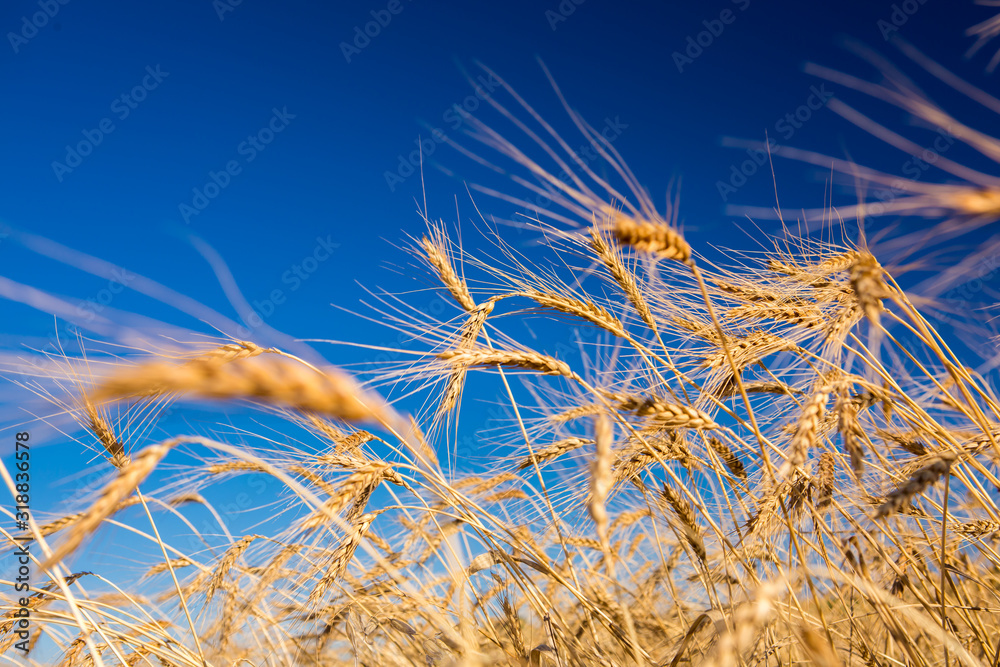 Planta de trigo a punto de su cosecha en Formentera Stock Photo | Adobe ...