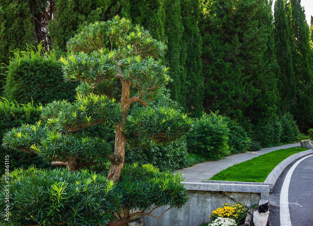 Bonsai in Partenit. Large-leaved ogudnik. Podocarpus Macrophyllus, yew ...