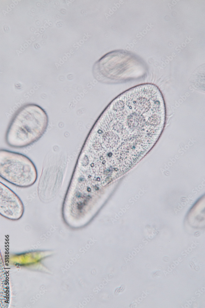 Paramecium caudatum is a genus of unicellular ciliated protozoan and ...