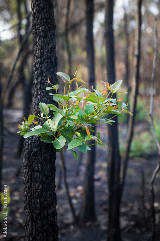 Bushfire regrowth from burnt bush Stock Photo | Adobe Stock