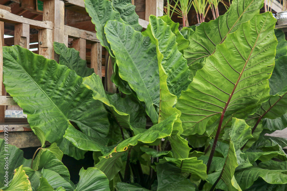Full frame shoot Alocasia macrorrhizos or Giant Taro or giant alocasia ...