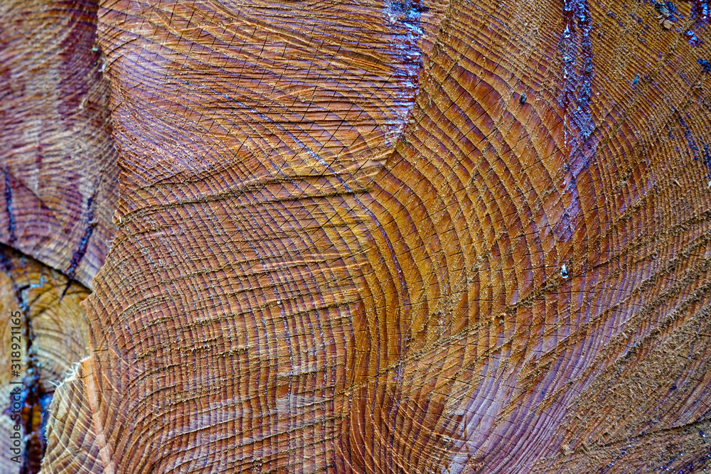A sawn-off tree. The texture of the wood. Cross section of spruce and ...