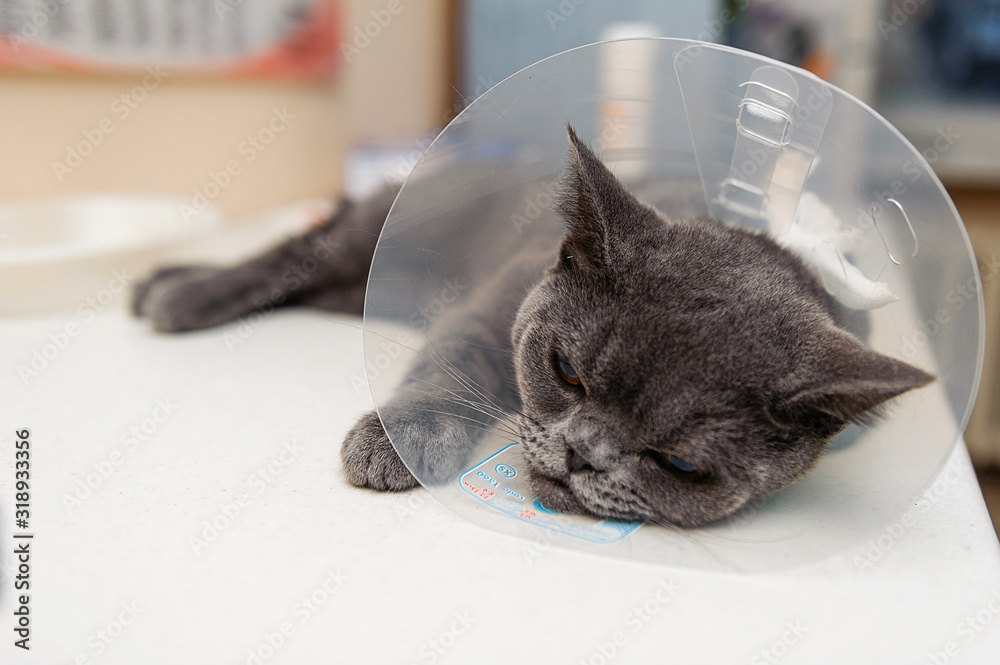 The operation to remove the testicles of a cat. Sterilization of a pet ...