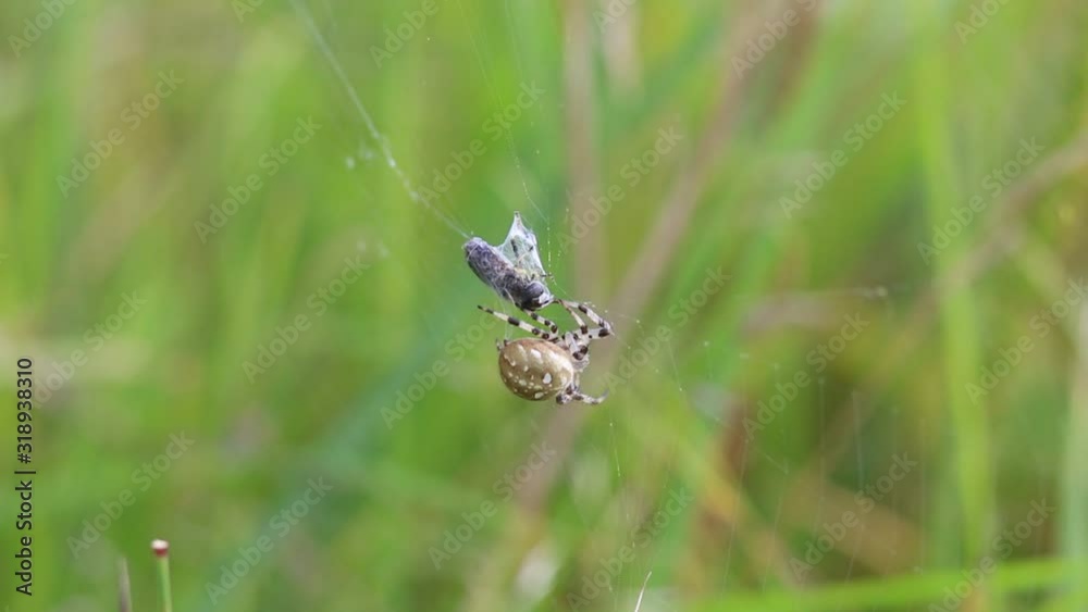 Four Spot Orb-Weaver (Araneus quadratus) Spider. A spider bites a fly ...