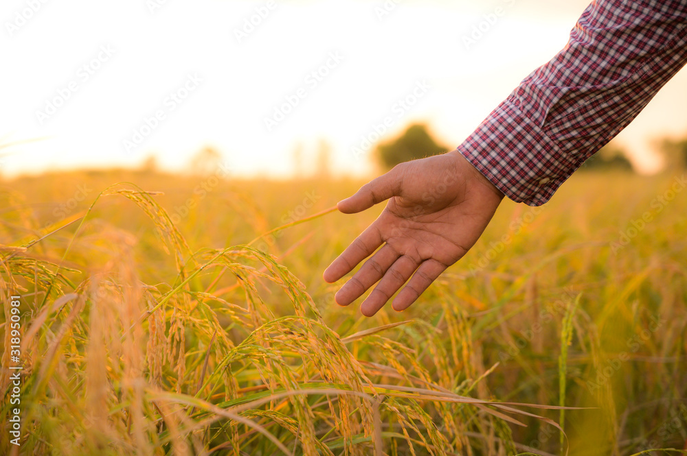 Male hand tenderly touching a young rice in the paddy field with sunset ...