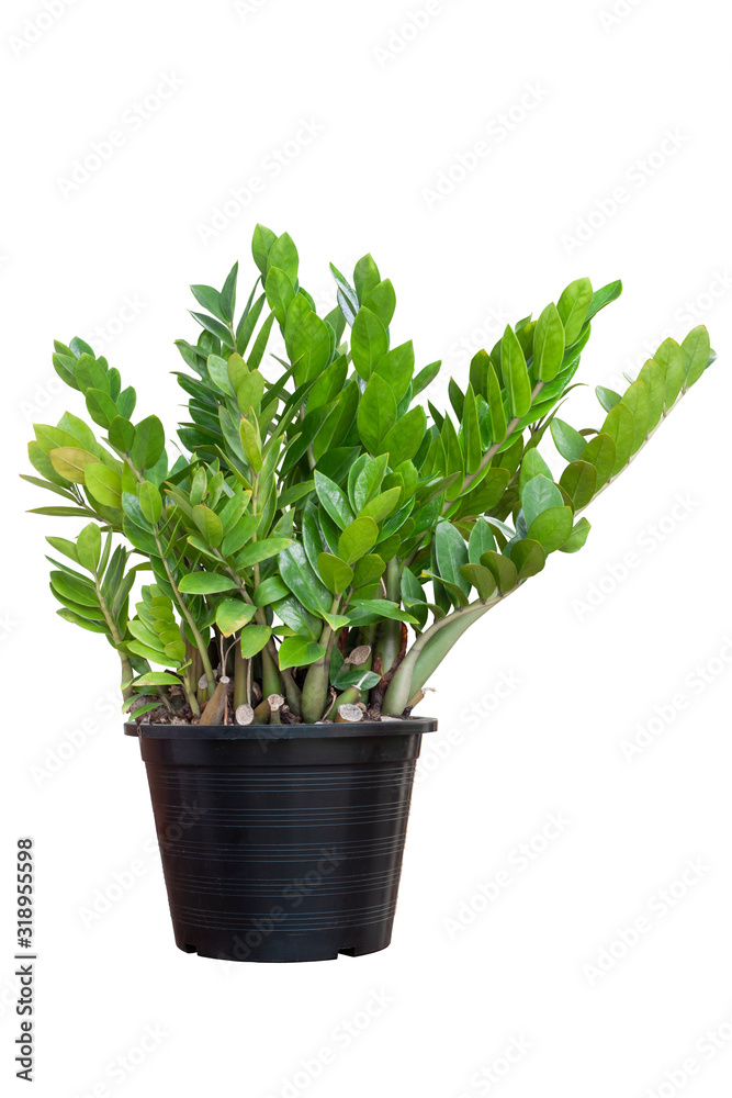 Zanzibar gem, aroid palm or arum fern in black plastic pot isolated on ...