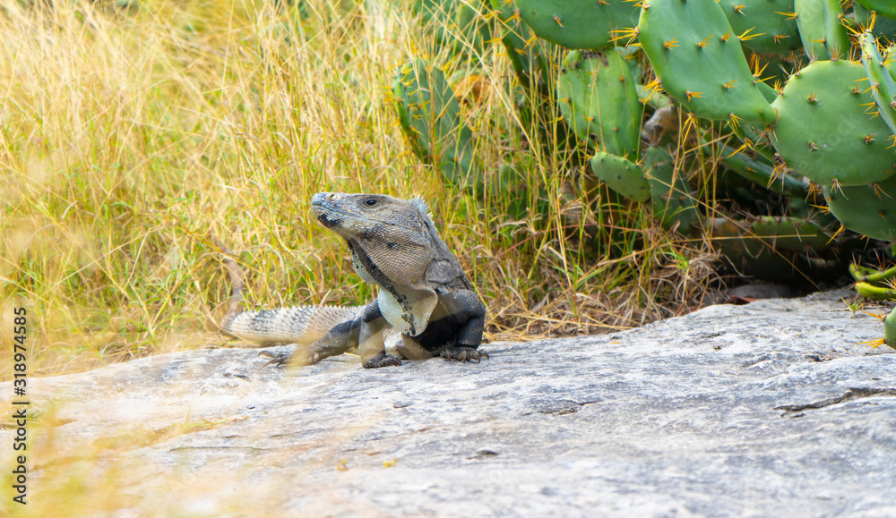 Foto de Iguana in ancient mayan site Tulum. Animal photo in nature ...