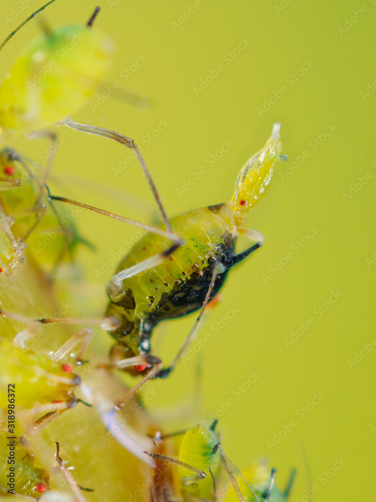 Aphid giving birth to live young, Birth of an aphid live birth of a ...