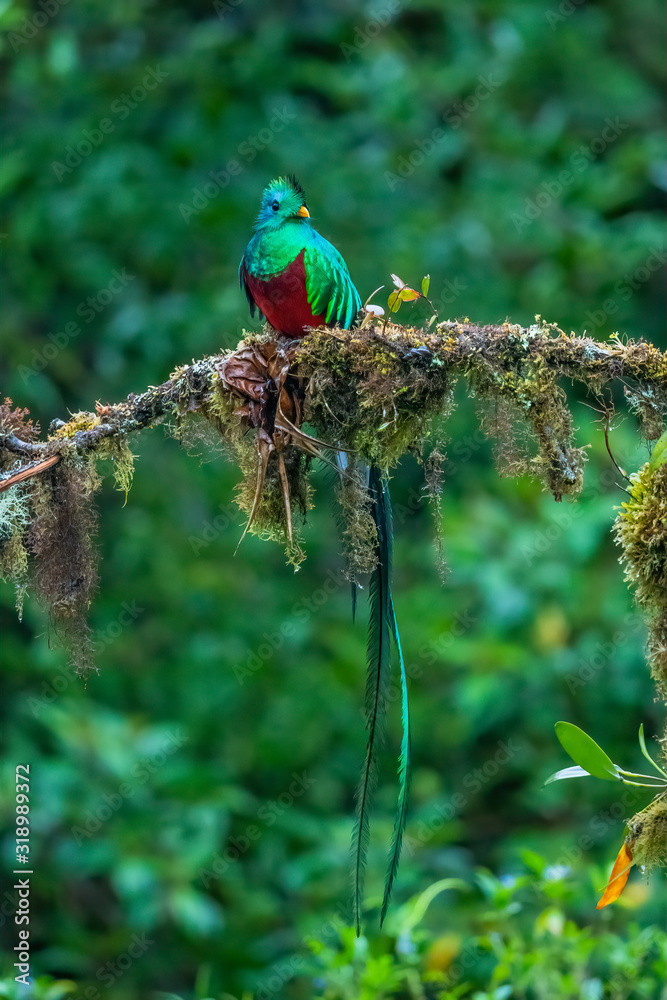 Resplendent Quetzal, Pharomachrus mocinno, from Savegre in Costa Rica ...