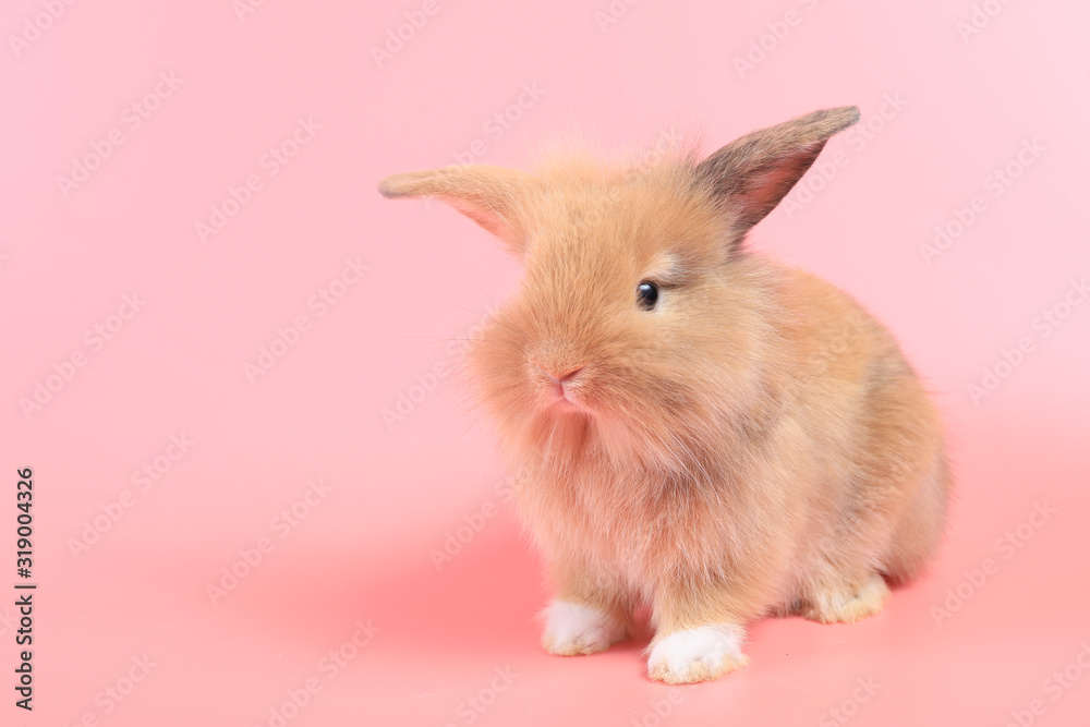 Adorable baby brown rabbit on pink background.Cute fluffy rabbit on ...