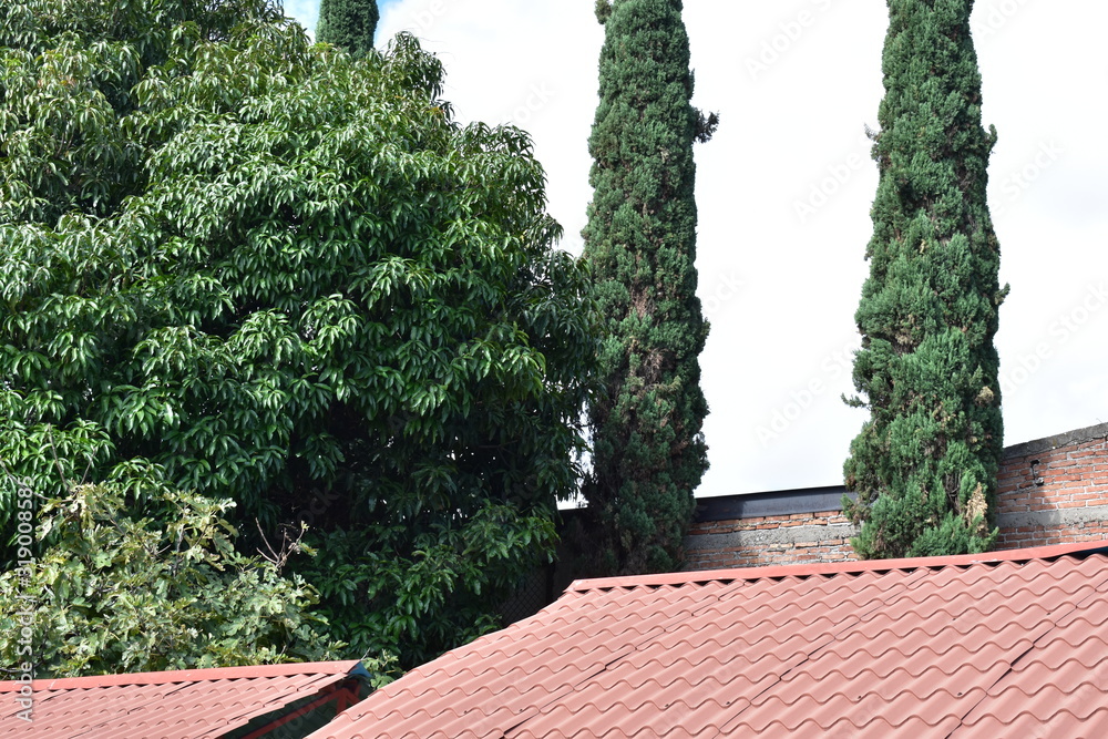 arboles verdes sobre techo de teja roja Stock Photo | Adobe Stock