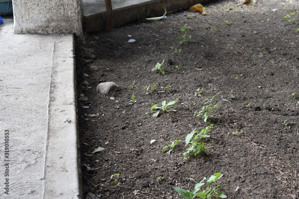 hierba verde creciendo sobre tierra humeda con plano lateral de ...