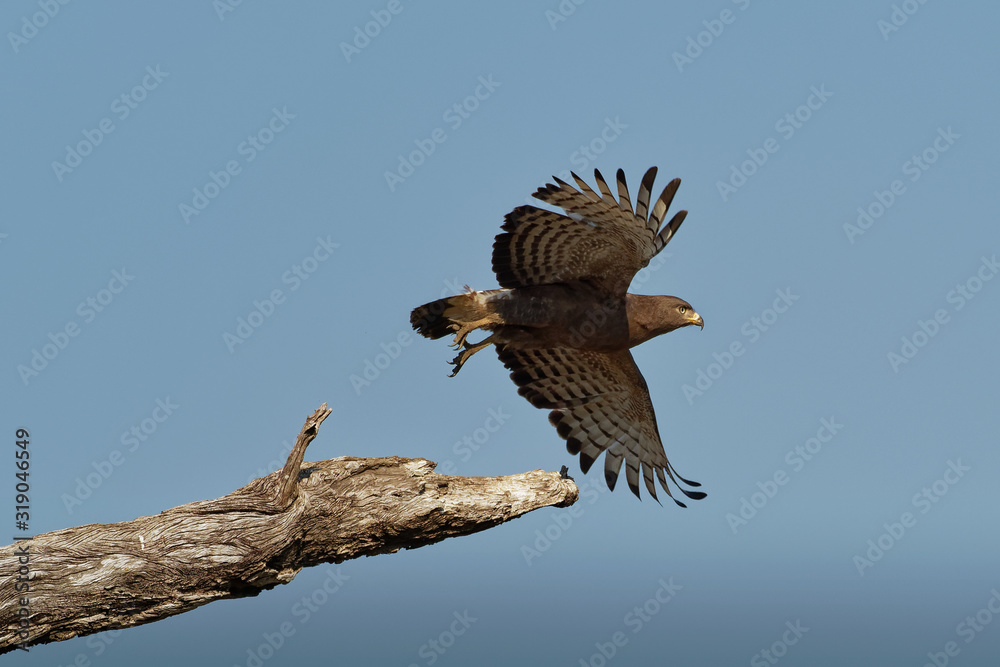 Western Banded Snake-Eagle - Circaetus cinerascens grey-brown African ...