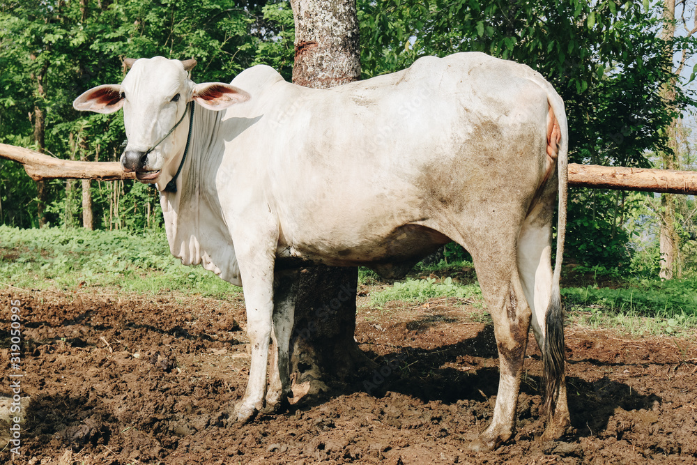 Ongole Crossbred cattle or Javanese Cow or White Cow or sapi peranakan ...