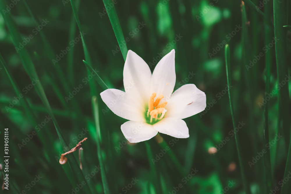Zephyranthes Lily, White rain Lily is agenus of temperate and tropical ...