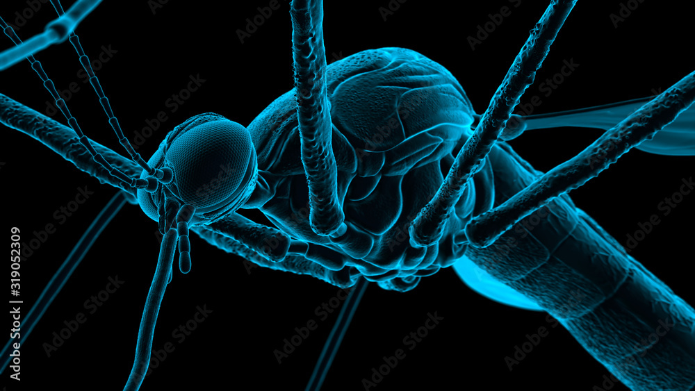 Mosquito - Microscopic Scan Stock Photo | Adobe Stock
