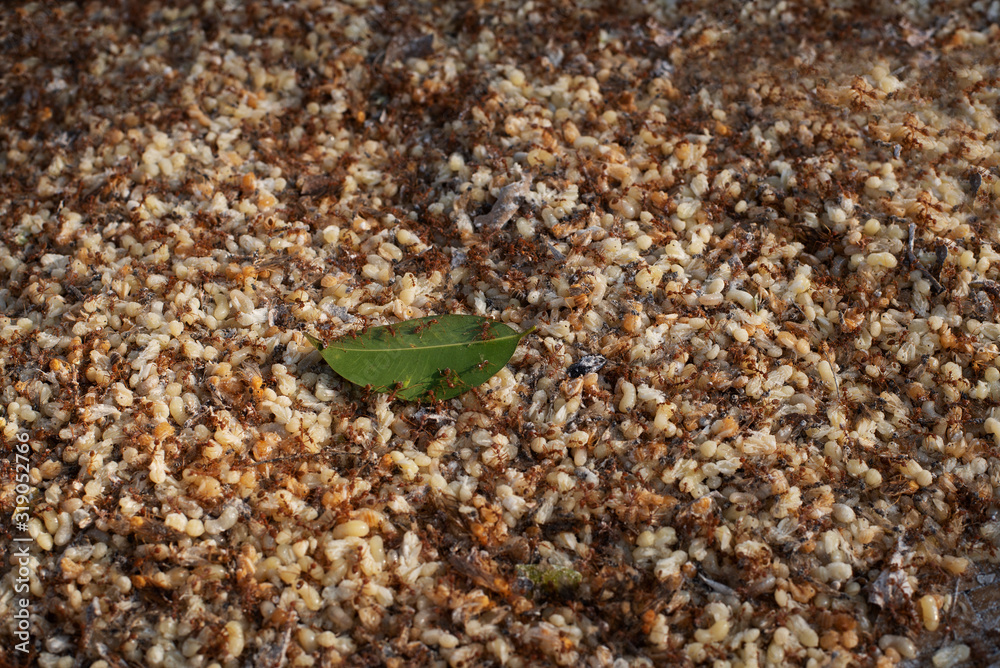 Egg-shaped ant red egg white is a protein-rich food. Of northeastern ...